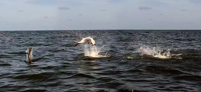 Pesca de Sábalo, deporte extremo en Costa Rica | sol y mar magazine