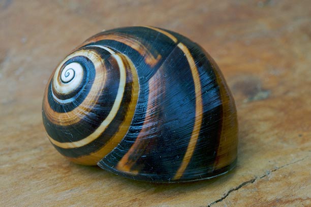 Polymitas Cubanas, únicas en el mundo | sol y mar magazine