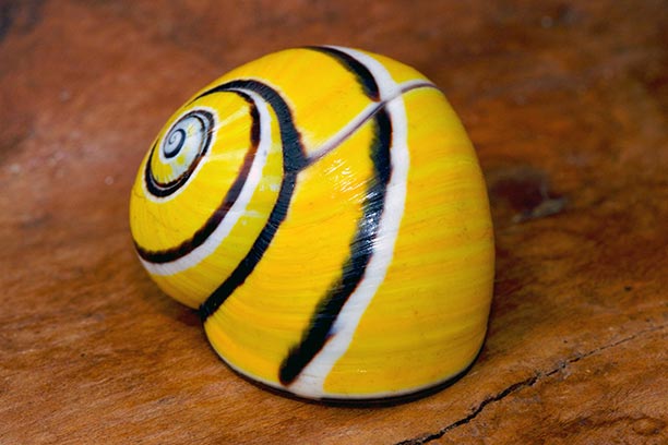 Polymitas Cubanas, únicas en el mundo | sol y mar magazine