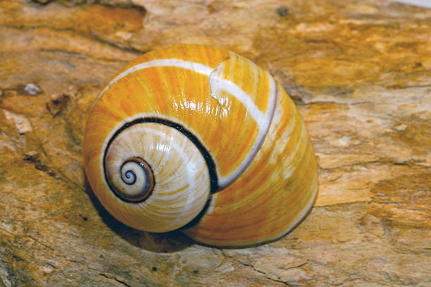 Polymitas Cubanas, únicas en el mundo | sol y mar magazine