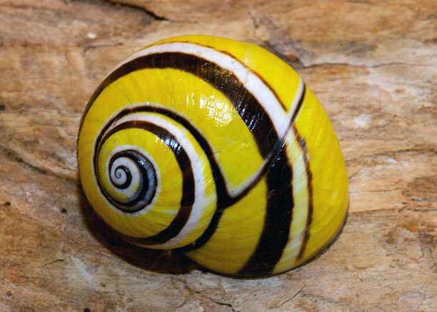 Polymitas Cubanas, únicas en el mundo | sol y mar magazine