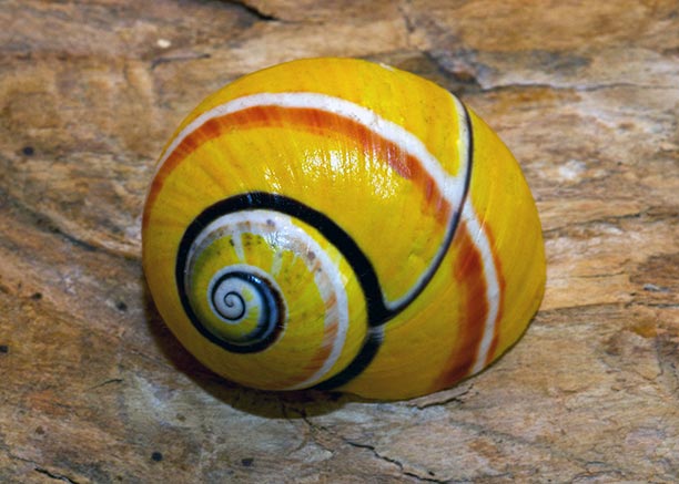 Polymitas Cubanas, únicas en el mundo | sol y mar magazine