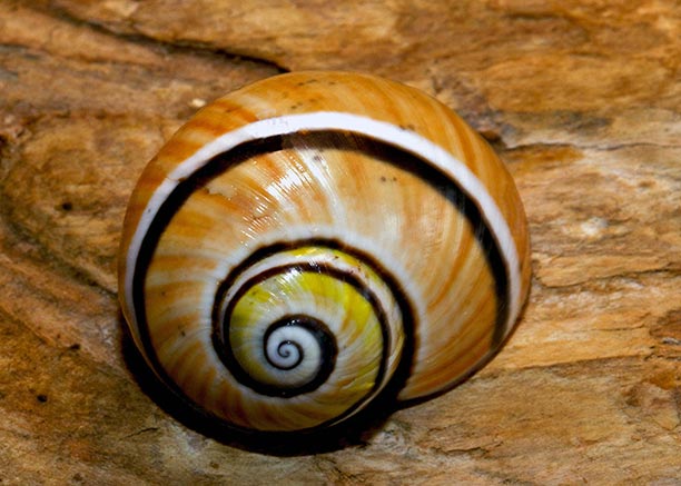 Polymitas Cubanas, únicas en el mundo | sol y mar magazine