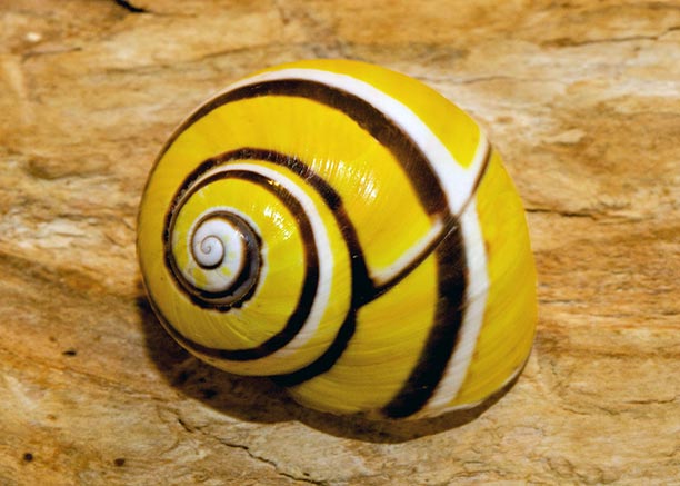 Polymitas Cubanas, únicas en el mundo | sol y mar magazine