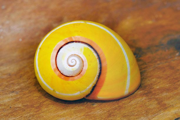 Polymitas Cubanas, únicas en el mundo | sol y mar magazine