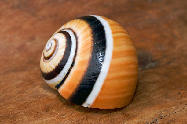 Polymitas Cubanas, únicas en el mundo | sol y mar magazine