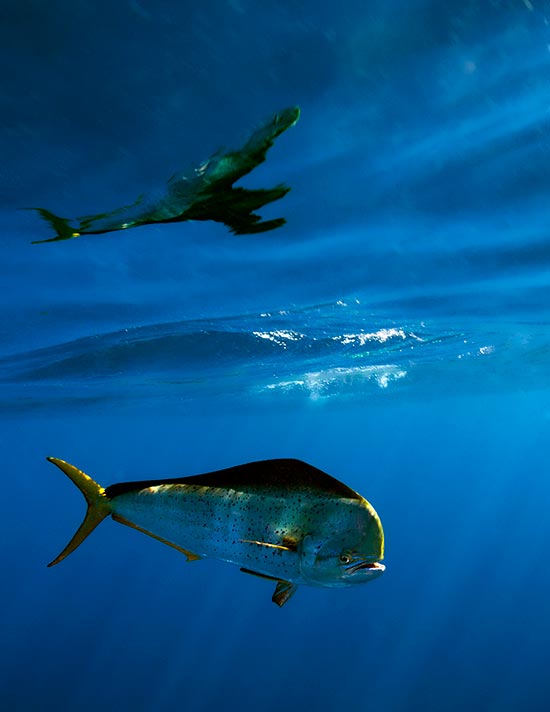 Swimming and safe interactions with sharks and pelagic animals in Baja ...