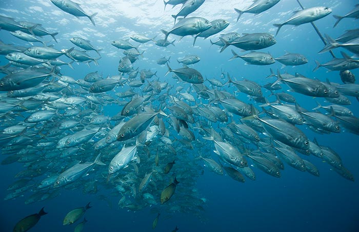 Swimming and safe interactions with sharks and pelagic animals in Baja ...