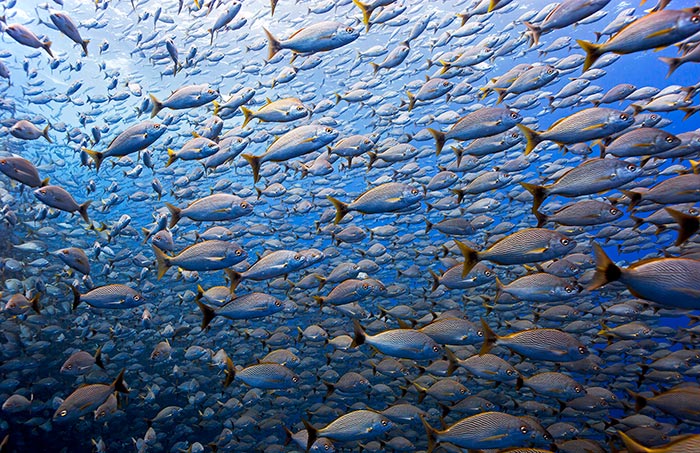 Swimming and safe interactions with sharks and pelagic animals in Baja ...