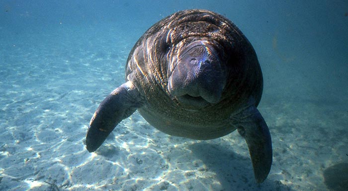 The Florida Manatee | sol y mar magazine