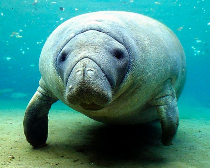 The Florida Manatee | sol y mar magazine