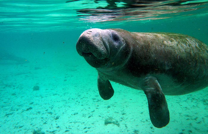 The Florida Manatee | sol y mar magazine