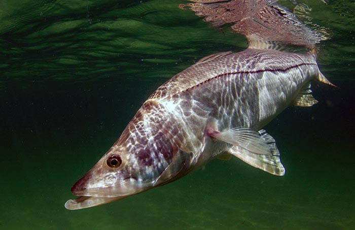 There’s still fish in Stuart | sol y mar magazine