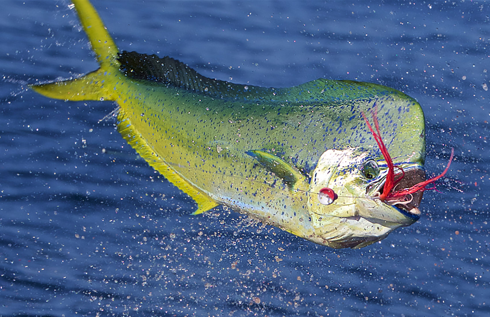 The Amazing Mahi-Mahi - sol y mar magazine