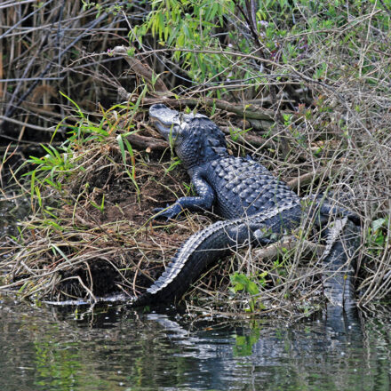 The Alligator A Keystone Species of the Everglades | sol y mar magazine