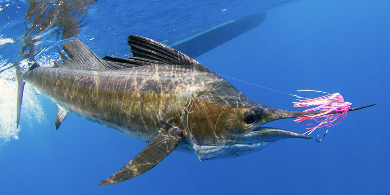 Sailfish on Fly 101 | sol y mar magazine