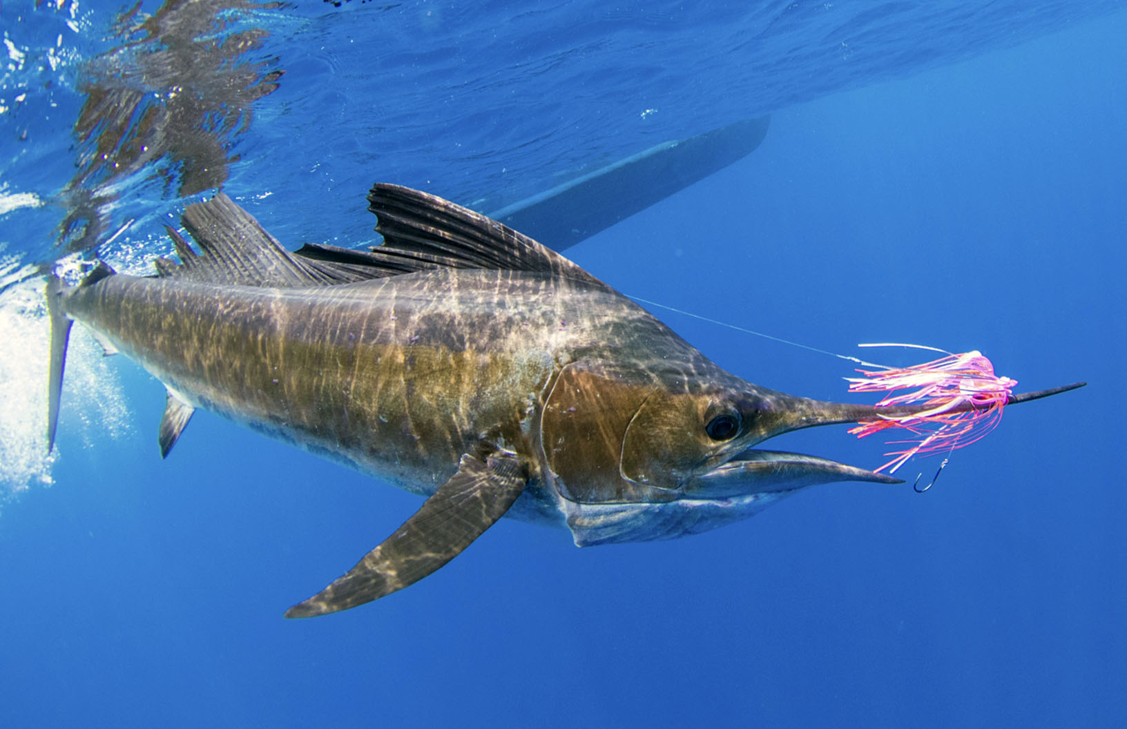 Sailfish on Fly 101 - sol y mar magazine