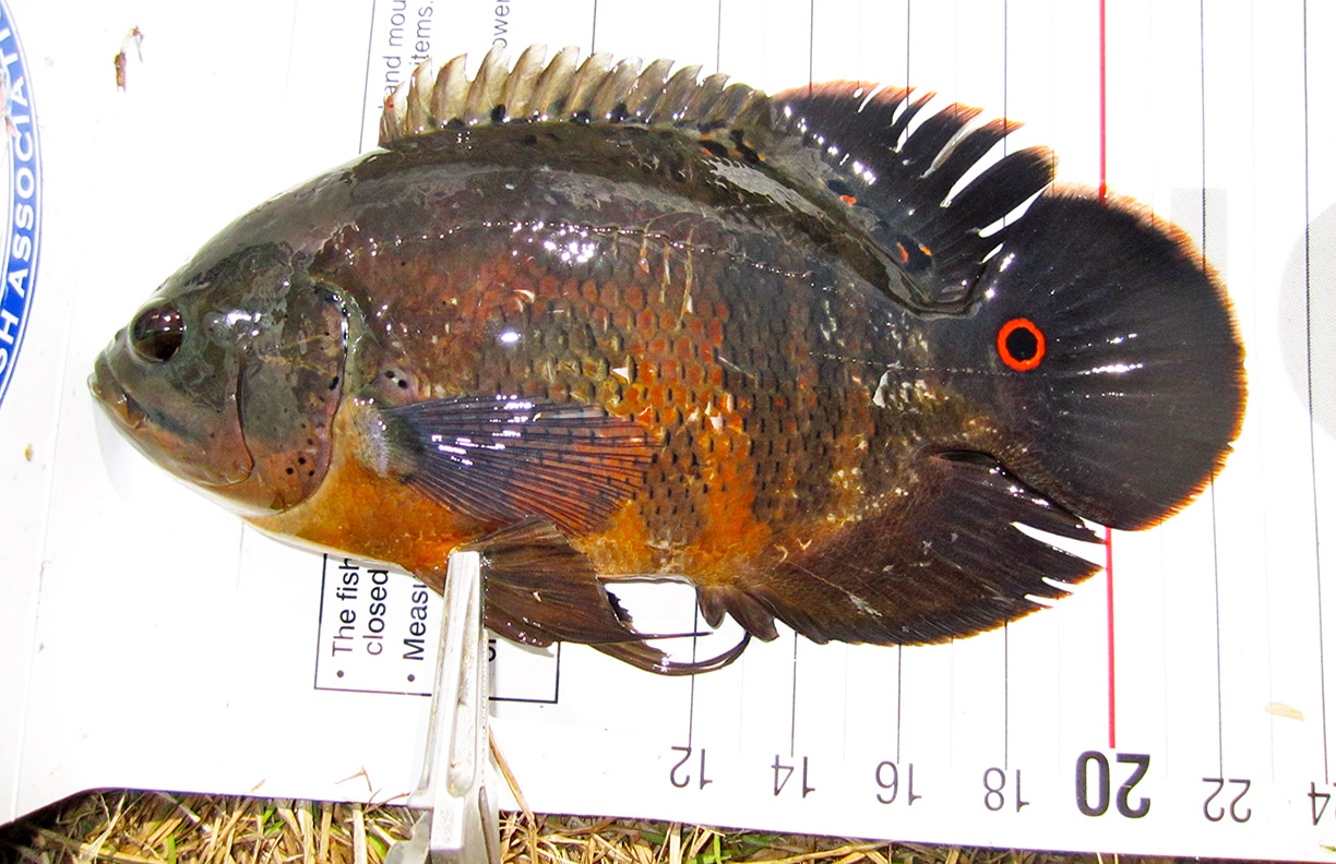 Exotic Fish are Proliferating in the Everglades Climate Change May Be ...