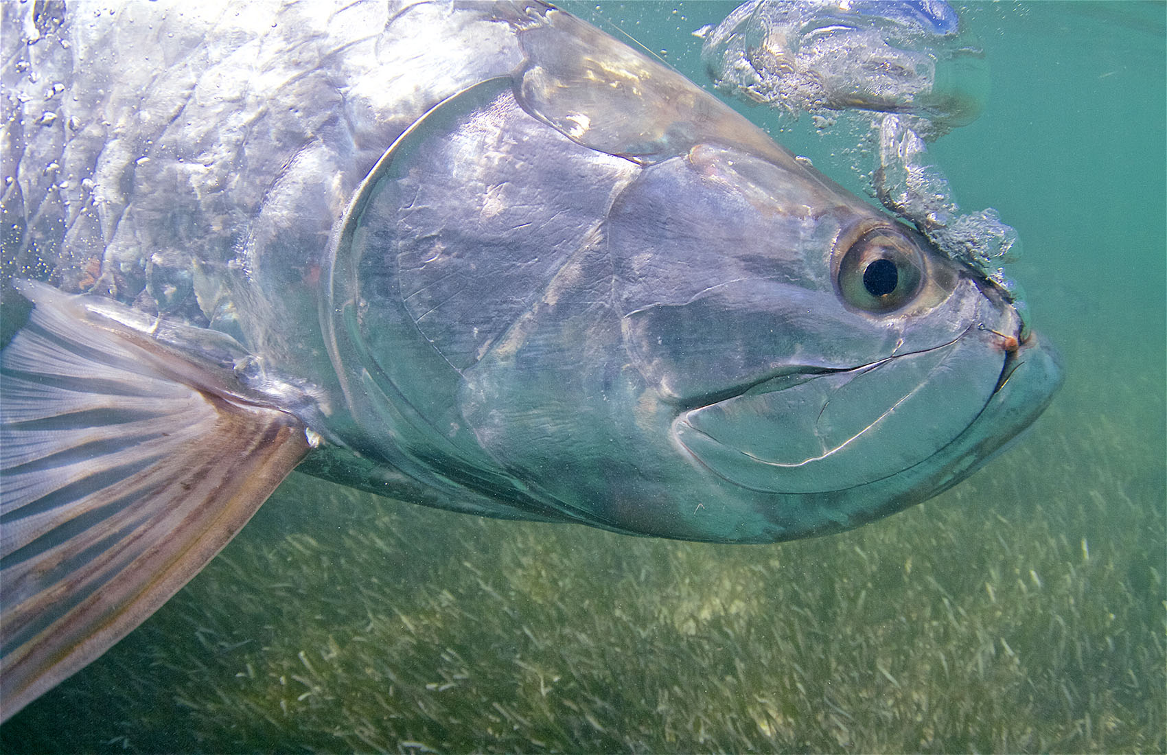 Tarpon Basics, How to hook and catch your first mega tarpon | sol y mar ...
