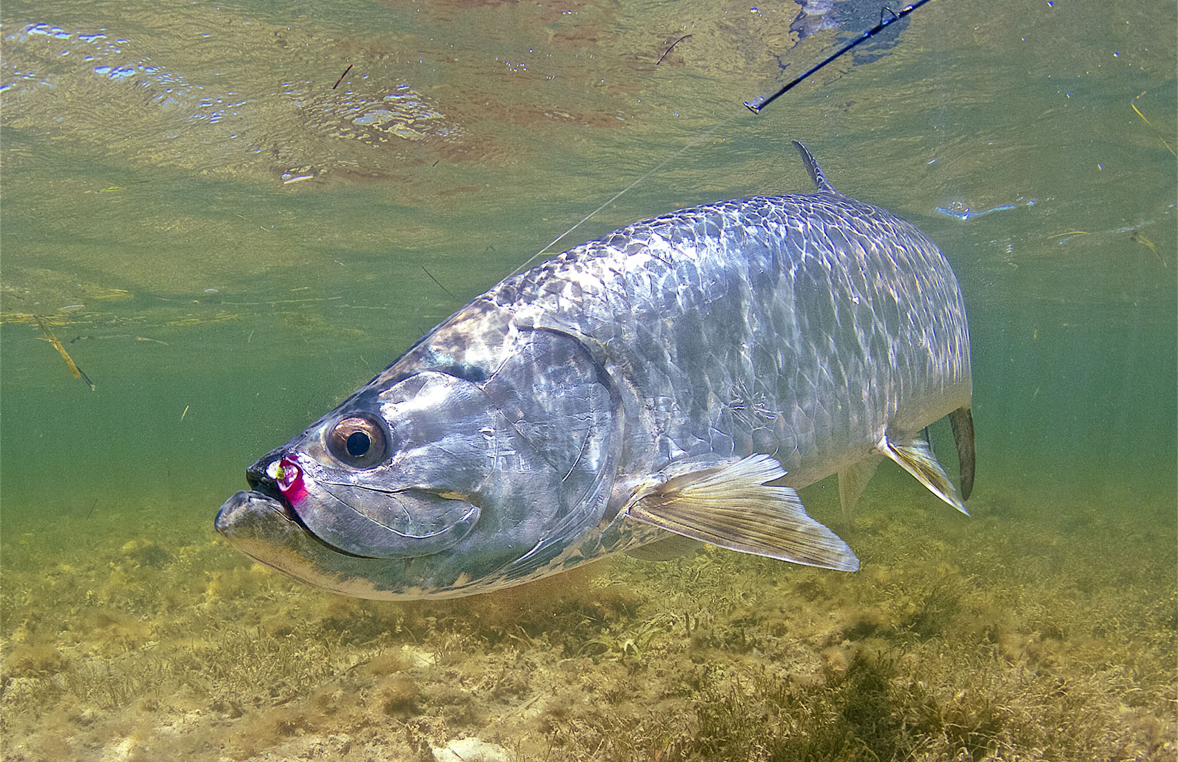 Tarpon Basics, How to hook and catch your first mega tarpon | sol y mar ...