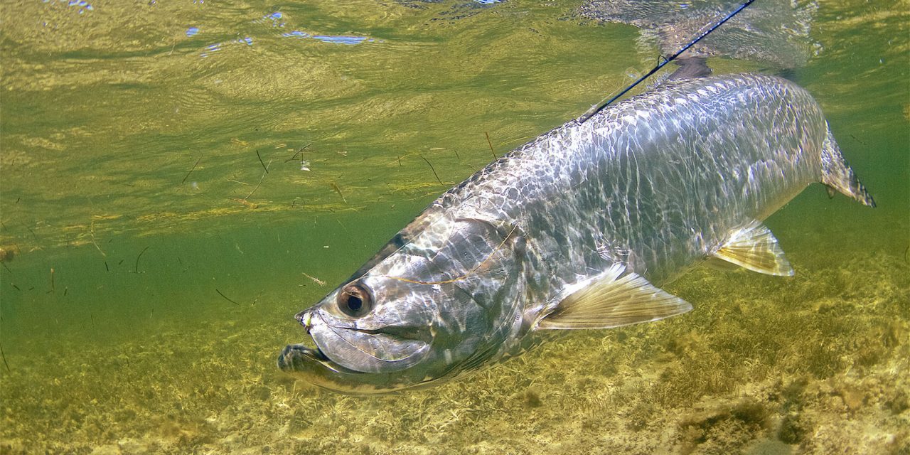 Tarpon Basics, How to hook and catch your first mega tarpon | sol y mar ...