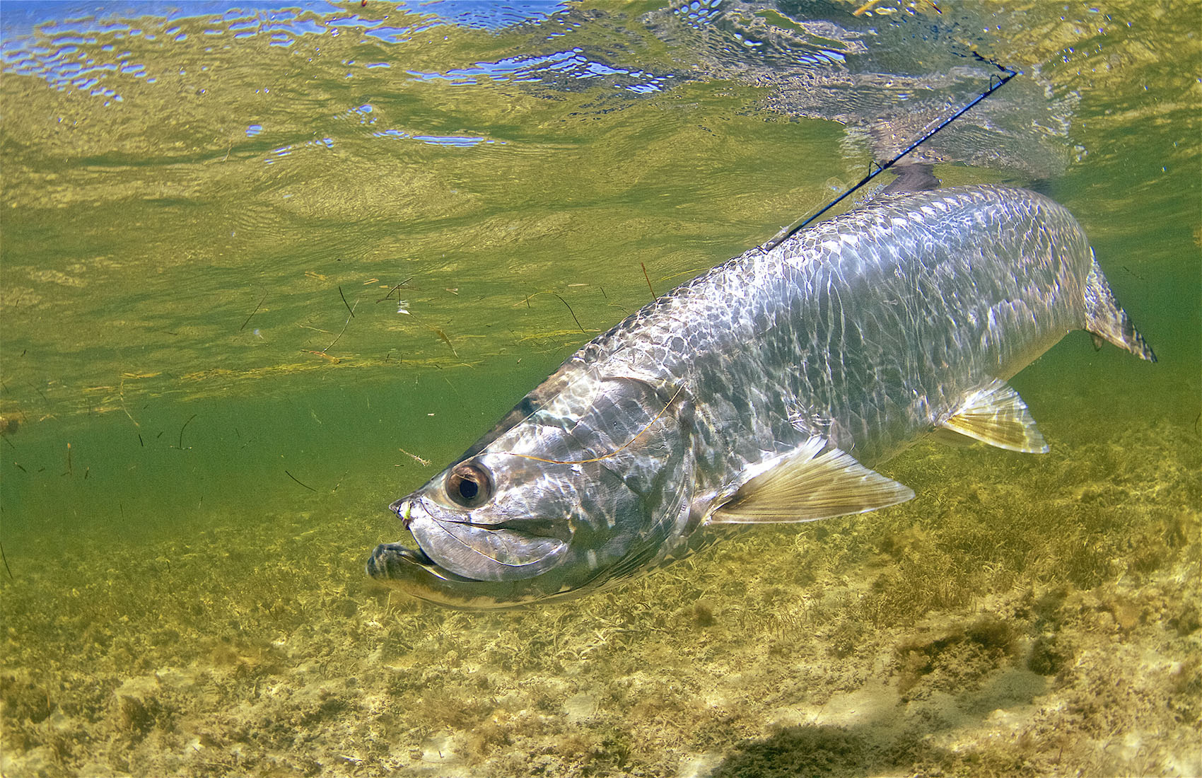 Tarpon Basics, How to hook and catch your first mega tarpon - sol y mar ...