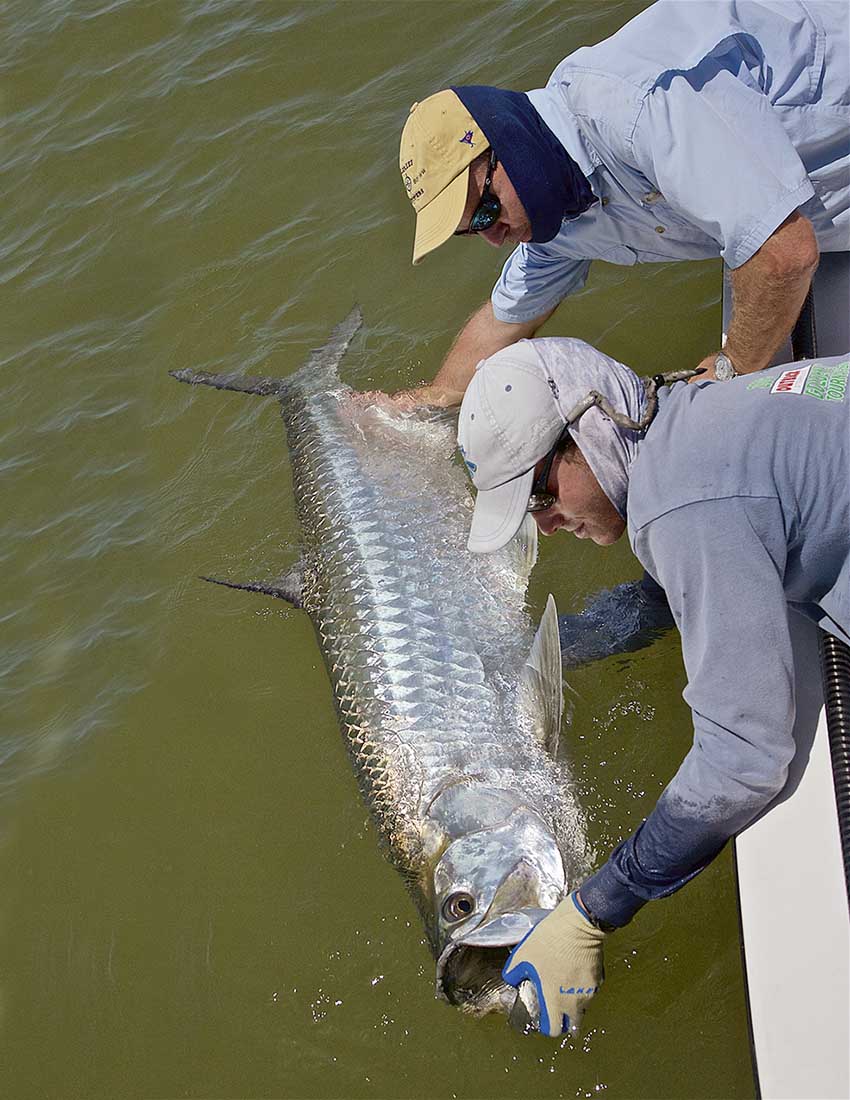 Tarpon Basics, How to hook and catch your first mega tarpon | sol y mar ...