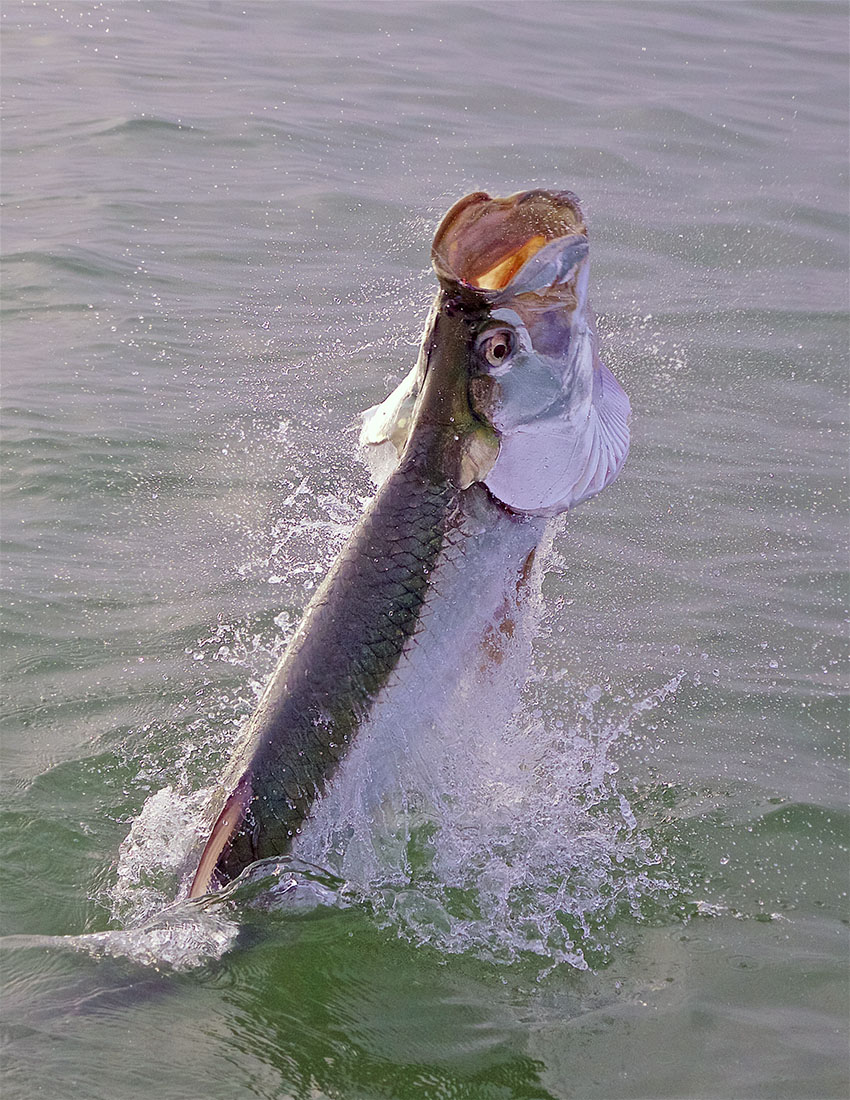 Tarpon Basics, How to hook and catch your first mega tarpon | sol y mar ...