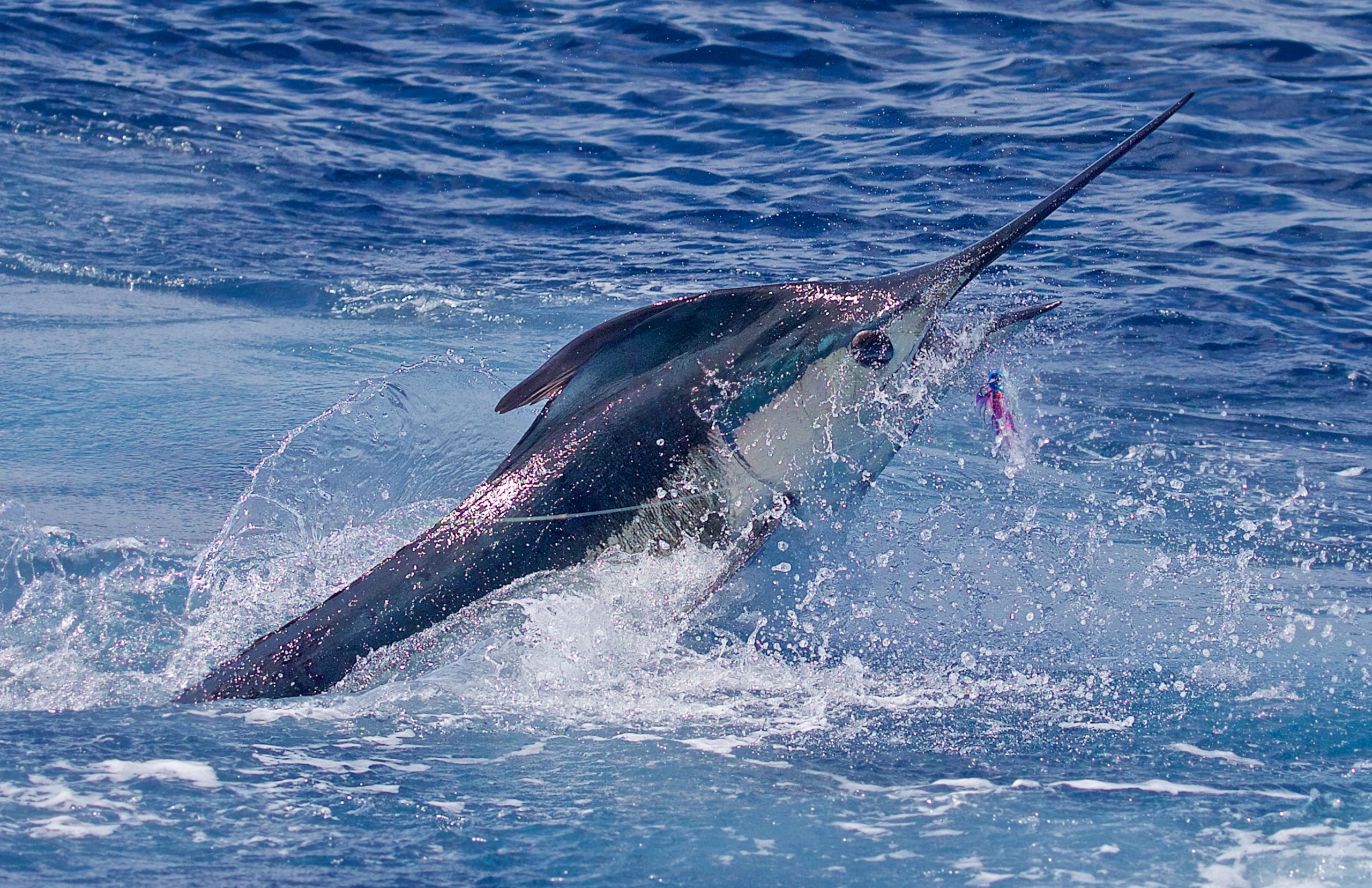 Sailfish on Fly 101 | sol y mar magazine
