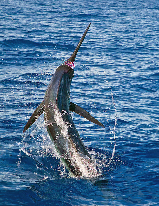 Sailfish on Fly 101 | sol y mar magazine