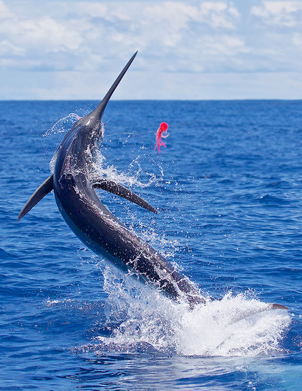 Sailfish on Fly 101 | sol y mar magazine