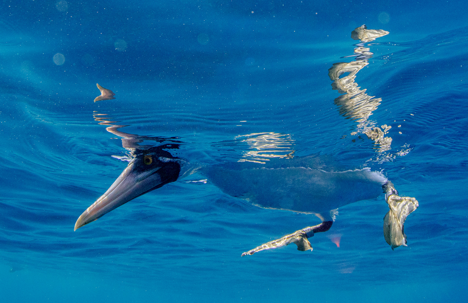 Fly Fishing for Marlin in the Galapagos Islands | sol y mar magazine