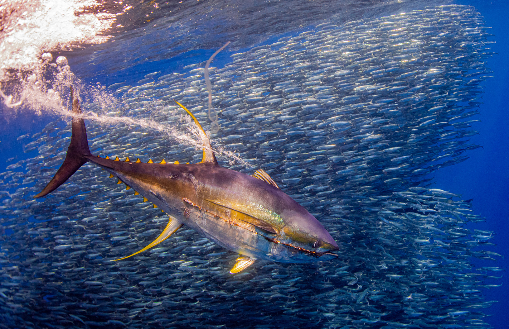 Fly Fishing for Marlin in the Galapagos Islands | sol y mar magazine