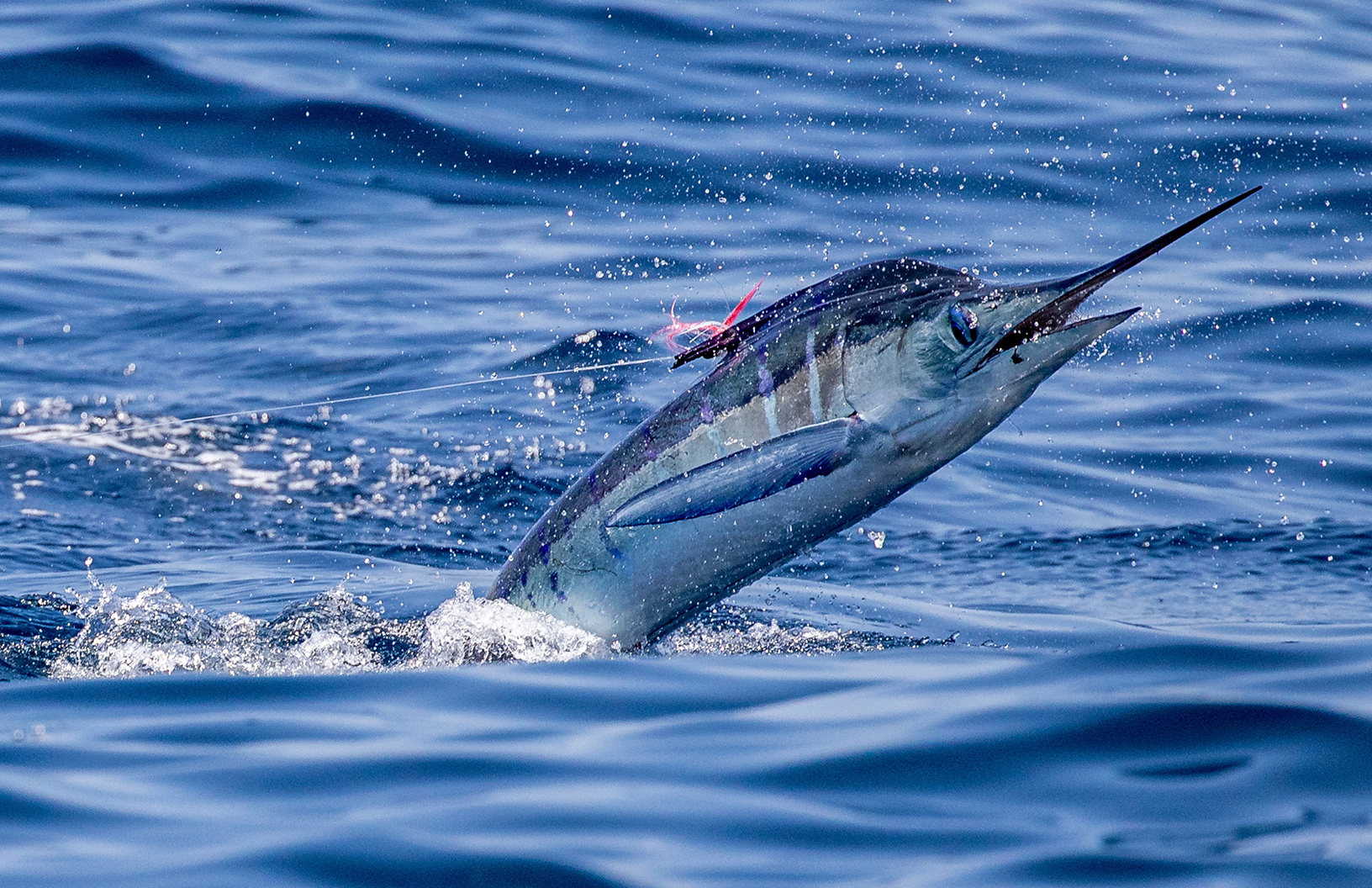 Fly Fishing for Marlin in the Galapagos Islands | sol y mar magazine