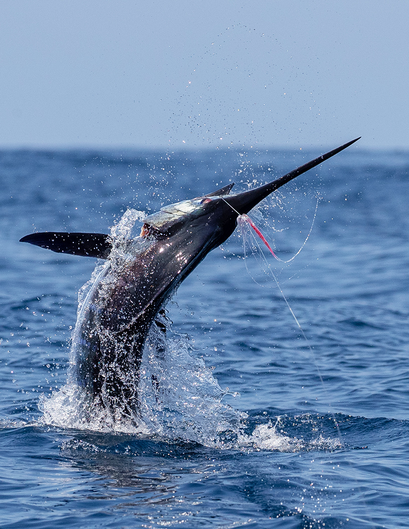 Fly Fishing for Marlin in the Galapagos Islands | sol y mar magazine