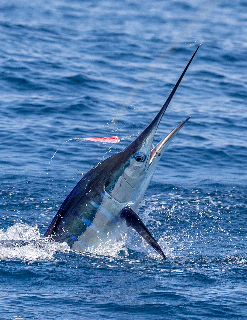 Fly Fishing for Marlin in the Galapagos Islands | sol y mar magazine