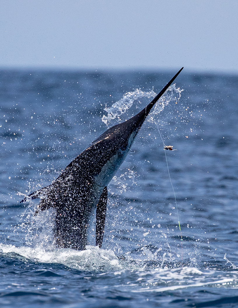 Fly Fishing for Marlin in the Galapagos Islands | sol y mar magazine
