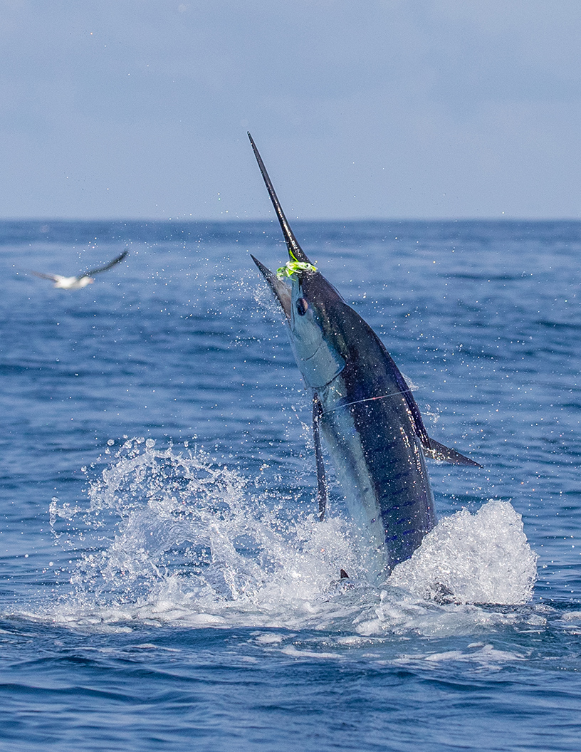 Fly Fishing for Marlin in the Galapagos Islands | sol y mar magazine