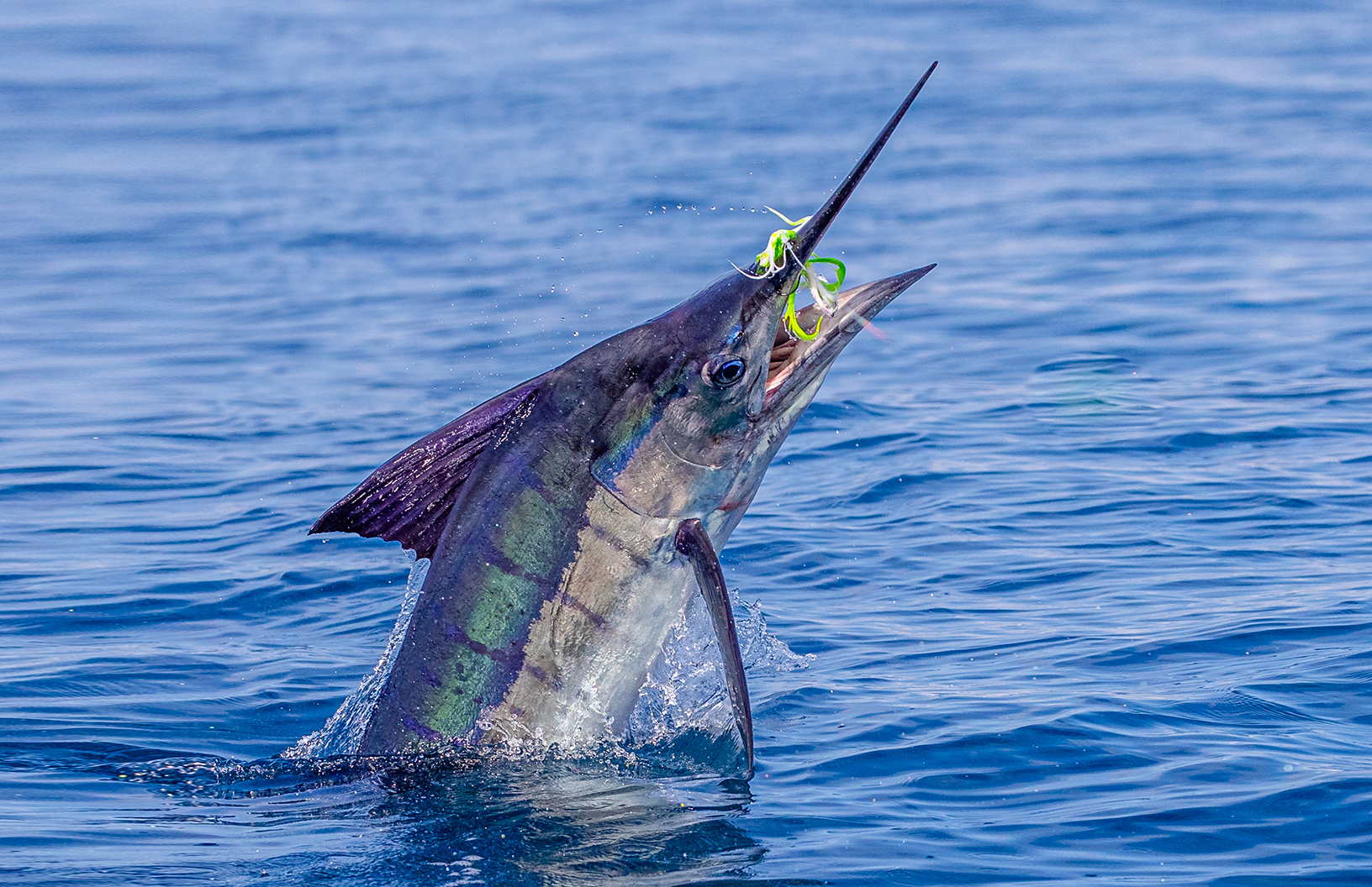 Fly Fishing for Marlin in the Galapagos Islands | sol y mar magazine