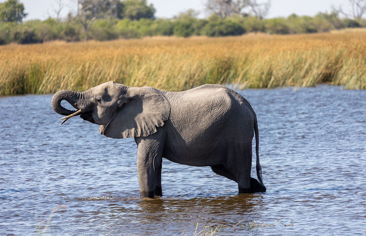 Our Africa Adventure: A Sad Elephant Story | sol y mar magazine
