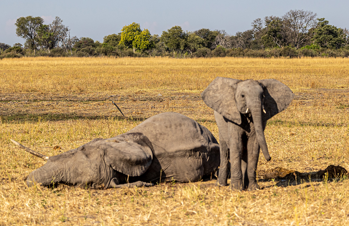 Our Africa Adventure: A Sad Elephant Story | sol y mar magazine