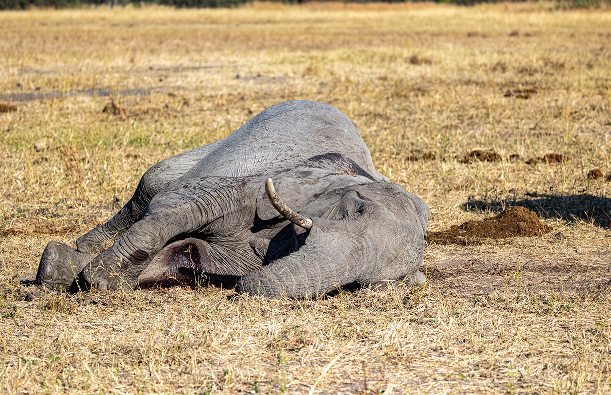 Our Africa Adventure: A Sad Elephant Story | sol y mar magazine