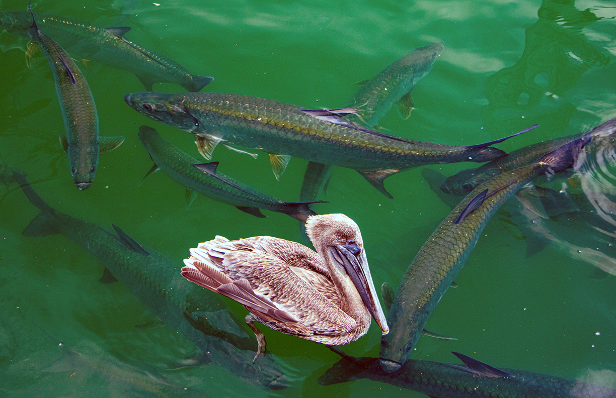 Spring Time Fishing in South Florida | sol y mar magazine