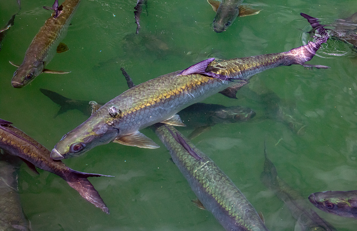 Spring Time Fishing in South Florida | sol y mar magazine