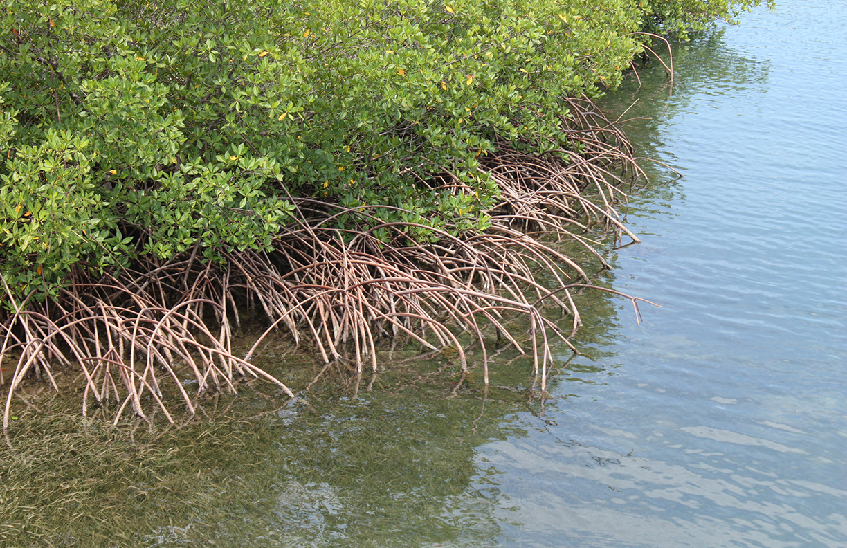 The Mangrove and associated ecosystems | sol y mar magazine