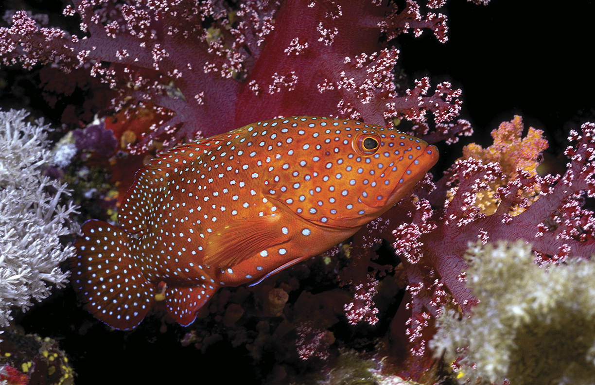 Stephen Frink, el fotógrafo submarino más famoso del mundo | sol y mar ...