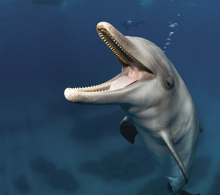 Stephen Frink, el fotógrafo submarino más famoso del mundo | sol y mar ...